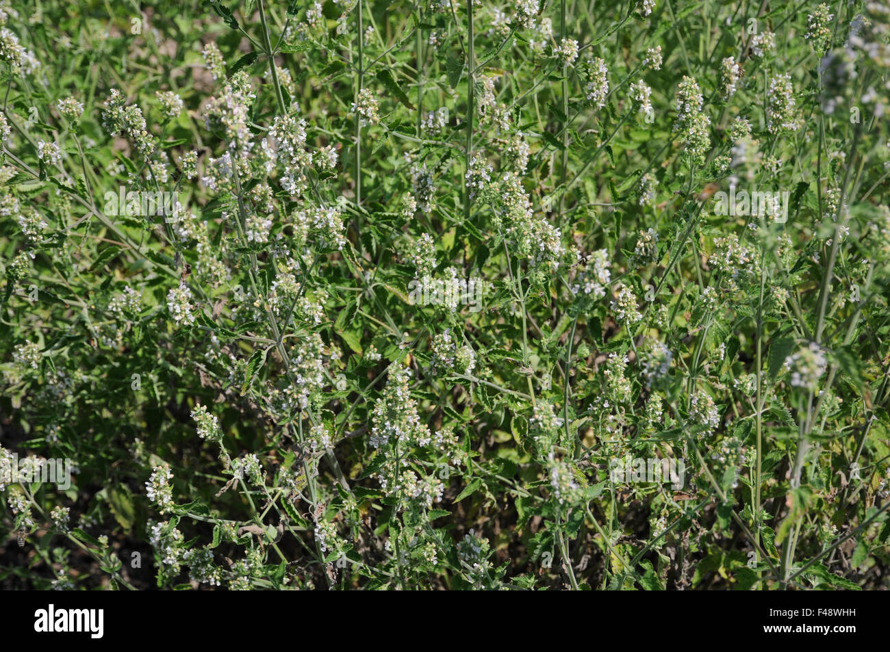 Catmints hi-res stock photography and images - Alamy