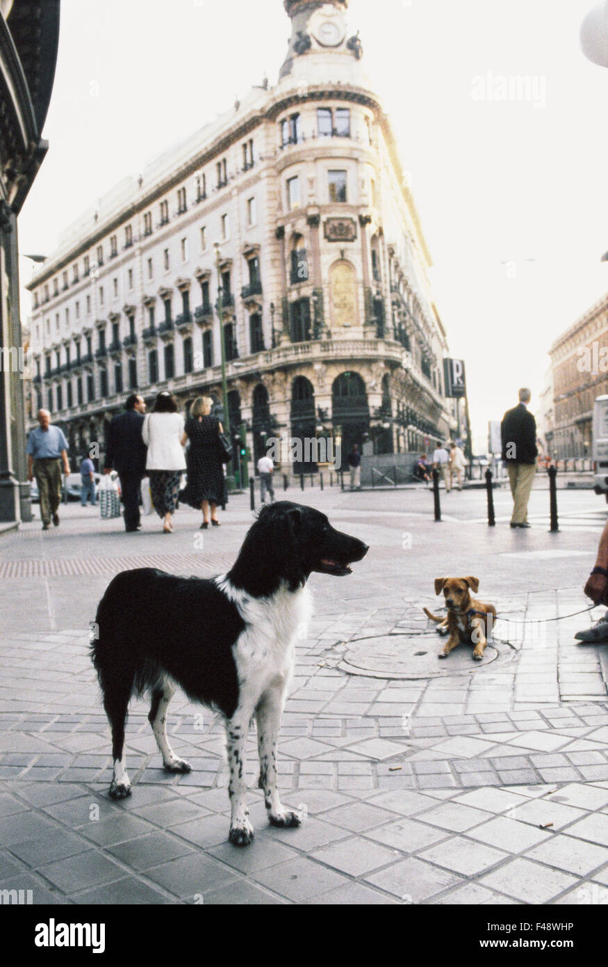 Loose animals on the street hi-res stock photography and images - Alamy