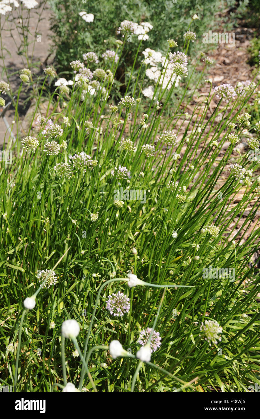 Schalotten pflanzen hi-res stock photography and images - Alamy