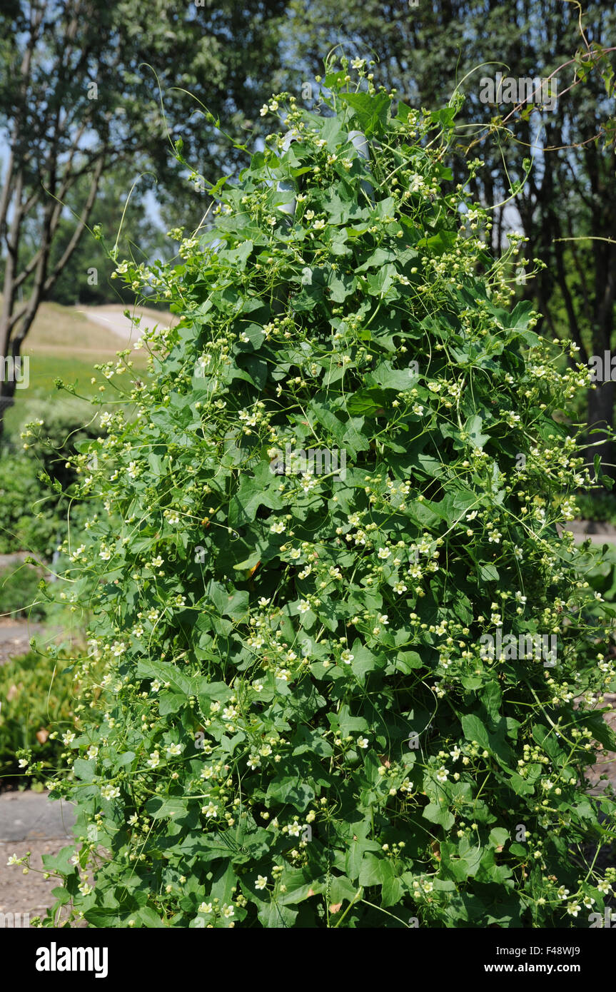 Bryony bryonia alba hi-res stock photography and images - Alamy