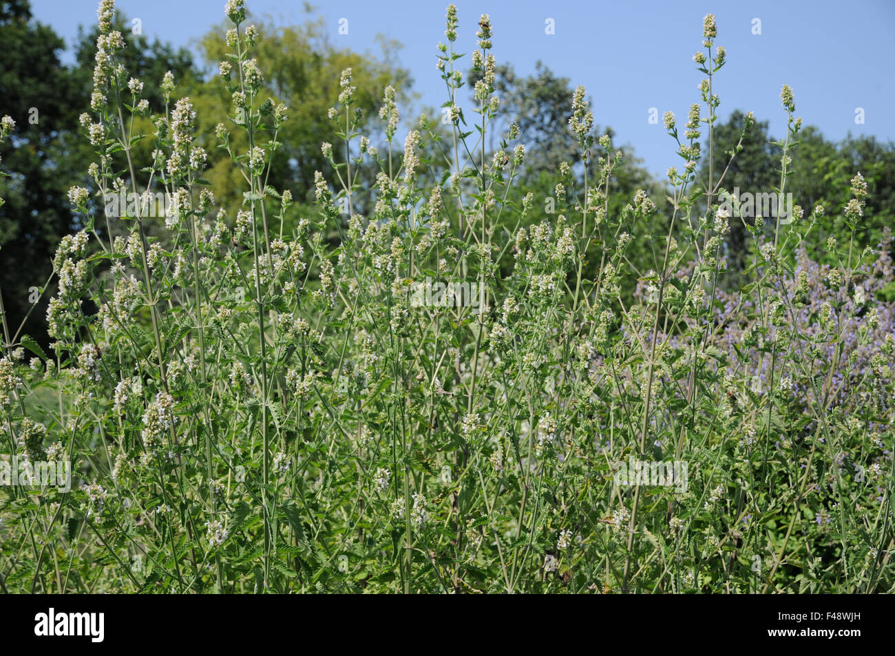 Catmints hi-res stock photography and images - Alamy