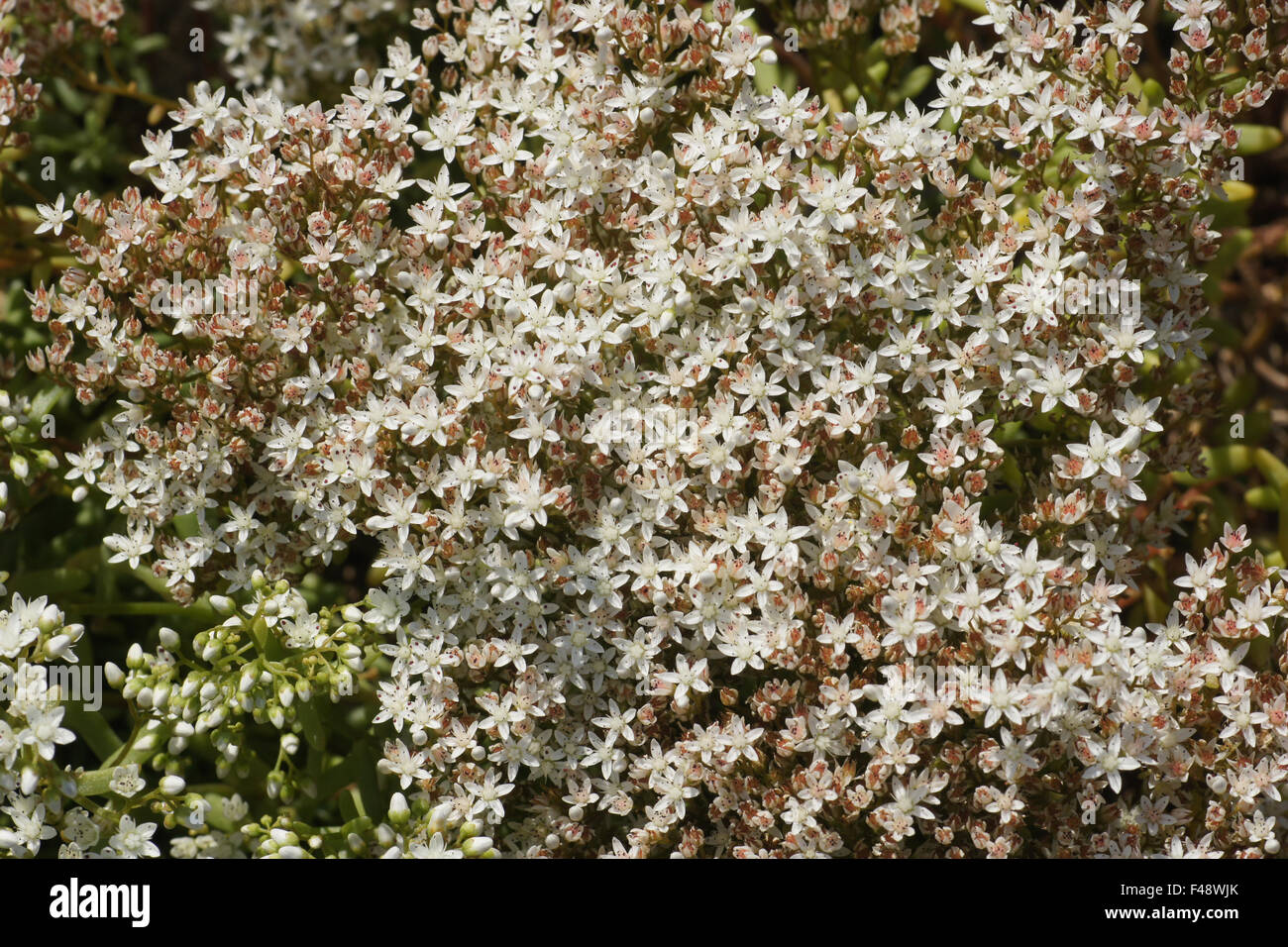 White stonecrops sedum album hi-res stock photography and images - Alamy