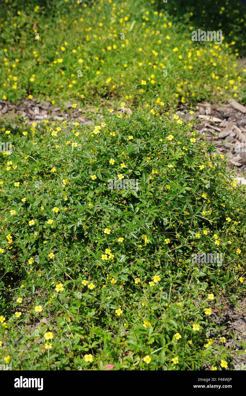 Tormentill hi-res stock photography and images - Alamy