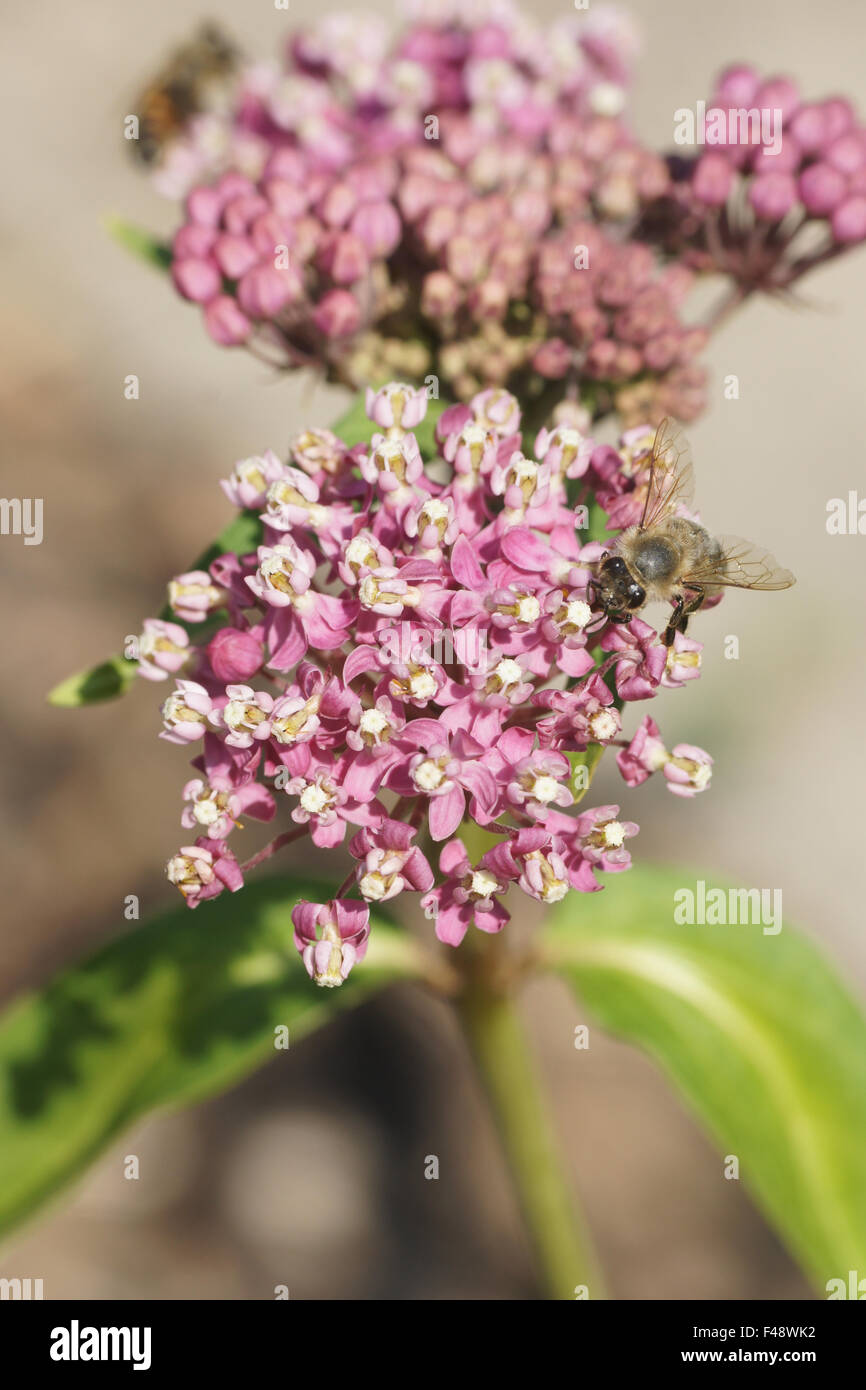 Swamp bee hi-res stock photography and images - Alamy