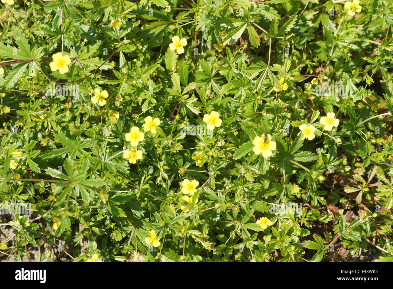 Tormentill hi-res stock photography and images - Alamy