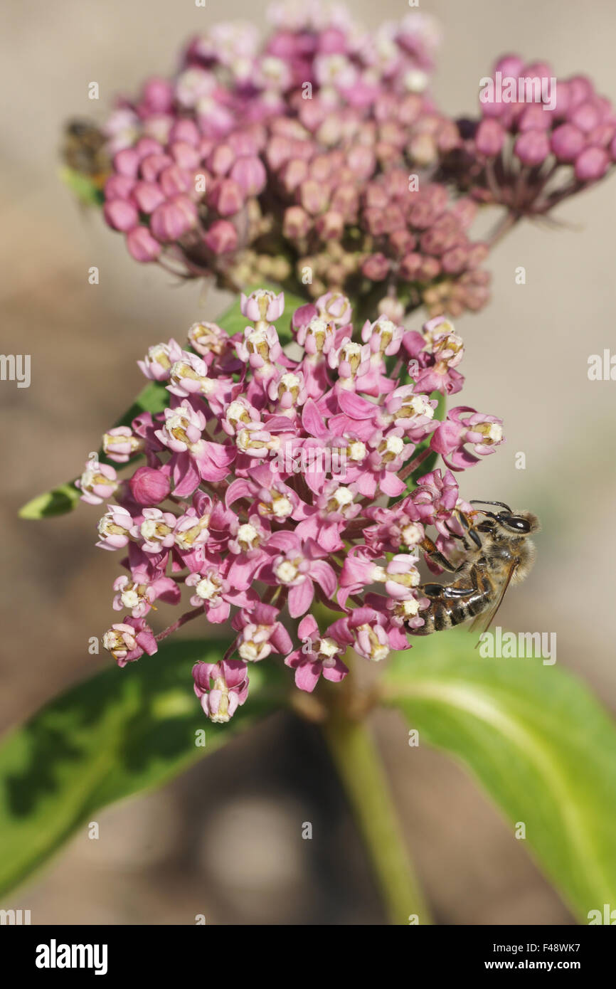 Swamp bee hi-res stock photography and images - Alamy