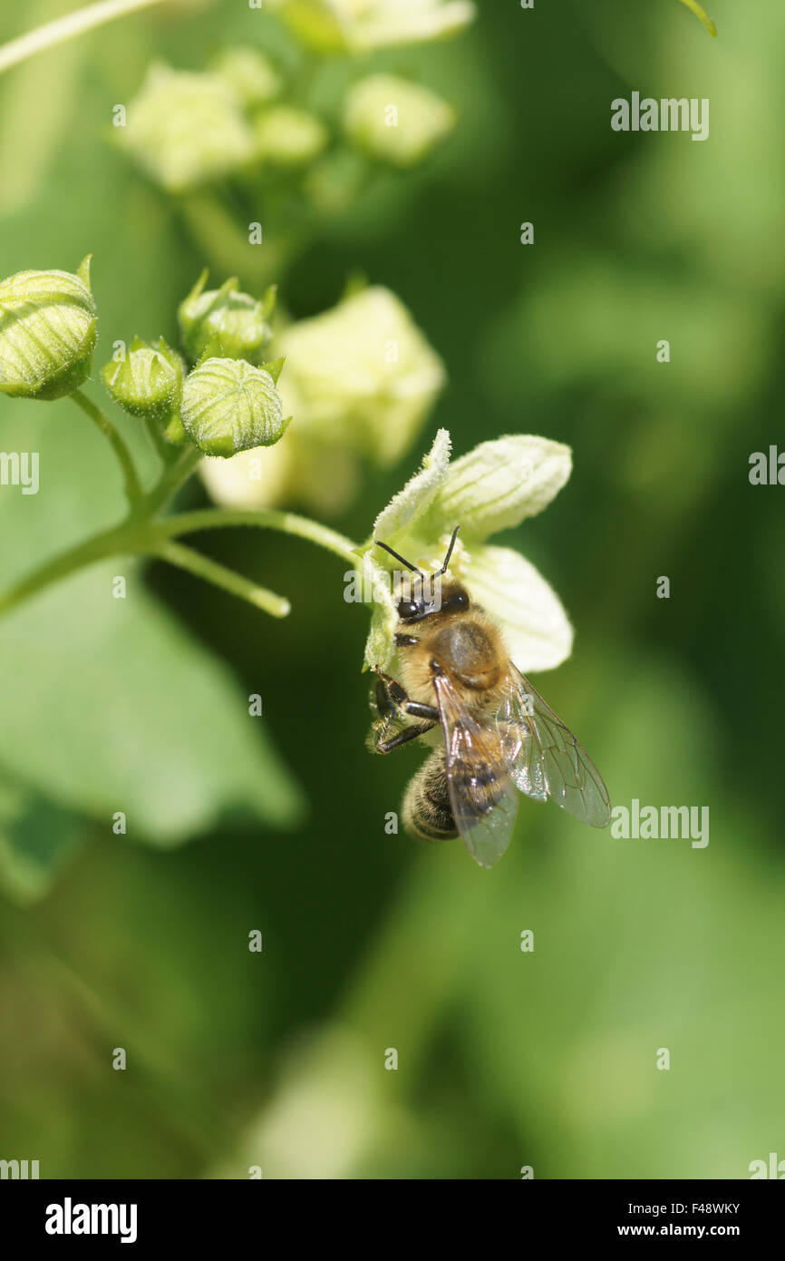 Bryony bryonia alba hi-res stock photography and images - Alamy
