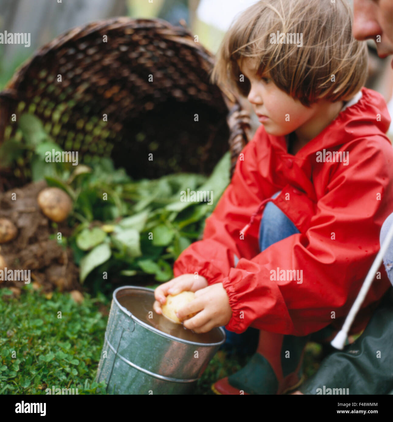 Girl washing potatoes, Sweden Stock Photo - Alamy