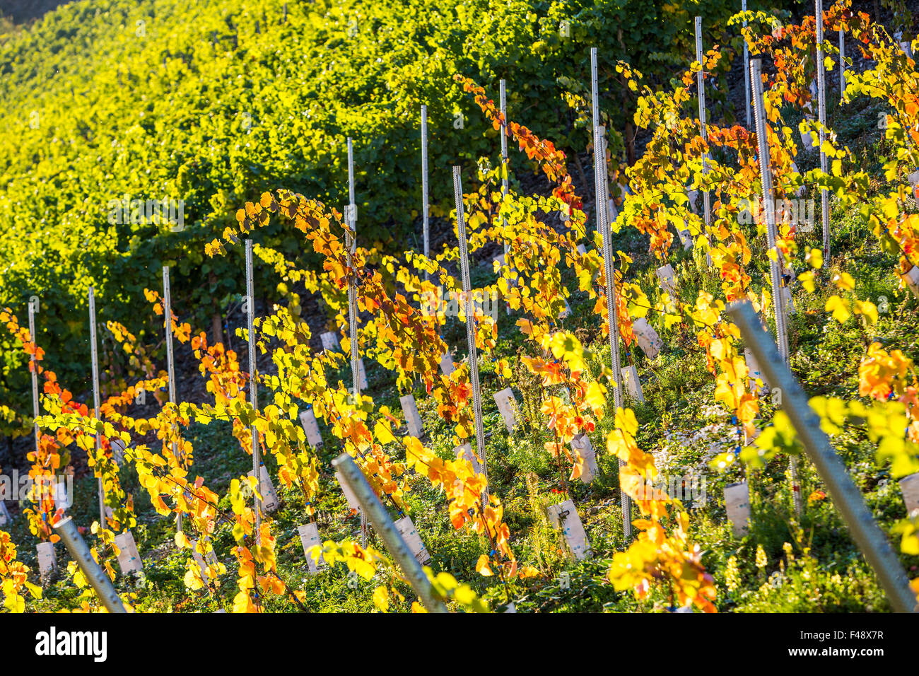 Fall, colorful landscape, vineyard in rich color, autumn leaves ...