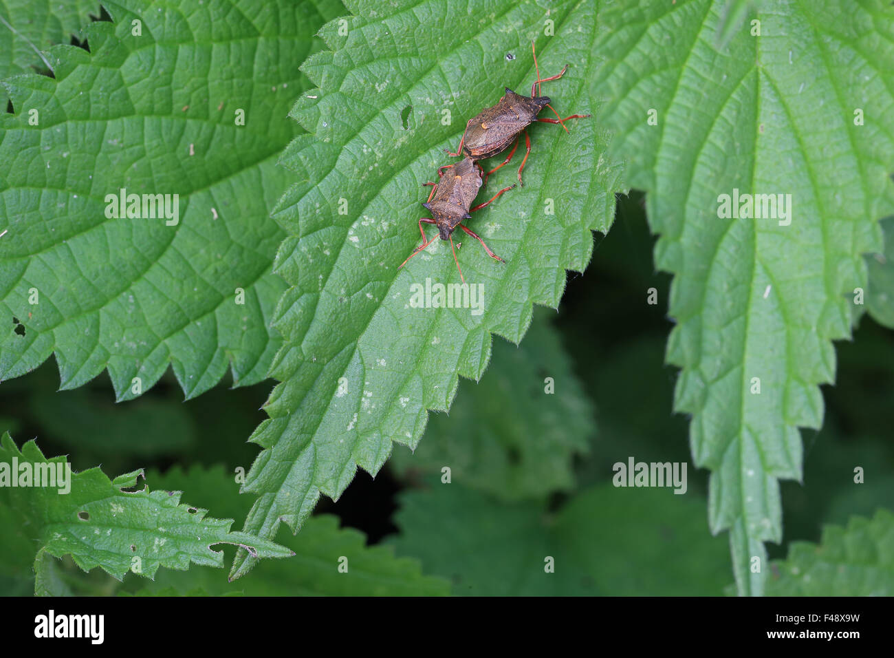 Spiked Shieldbug (Picromerus bidens Stock Photo - Alamy