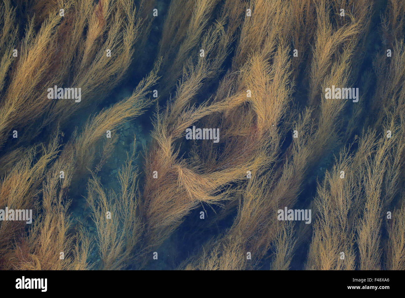 Japanese Wireweed (Sargassum muticum Stock Photo - Alamy