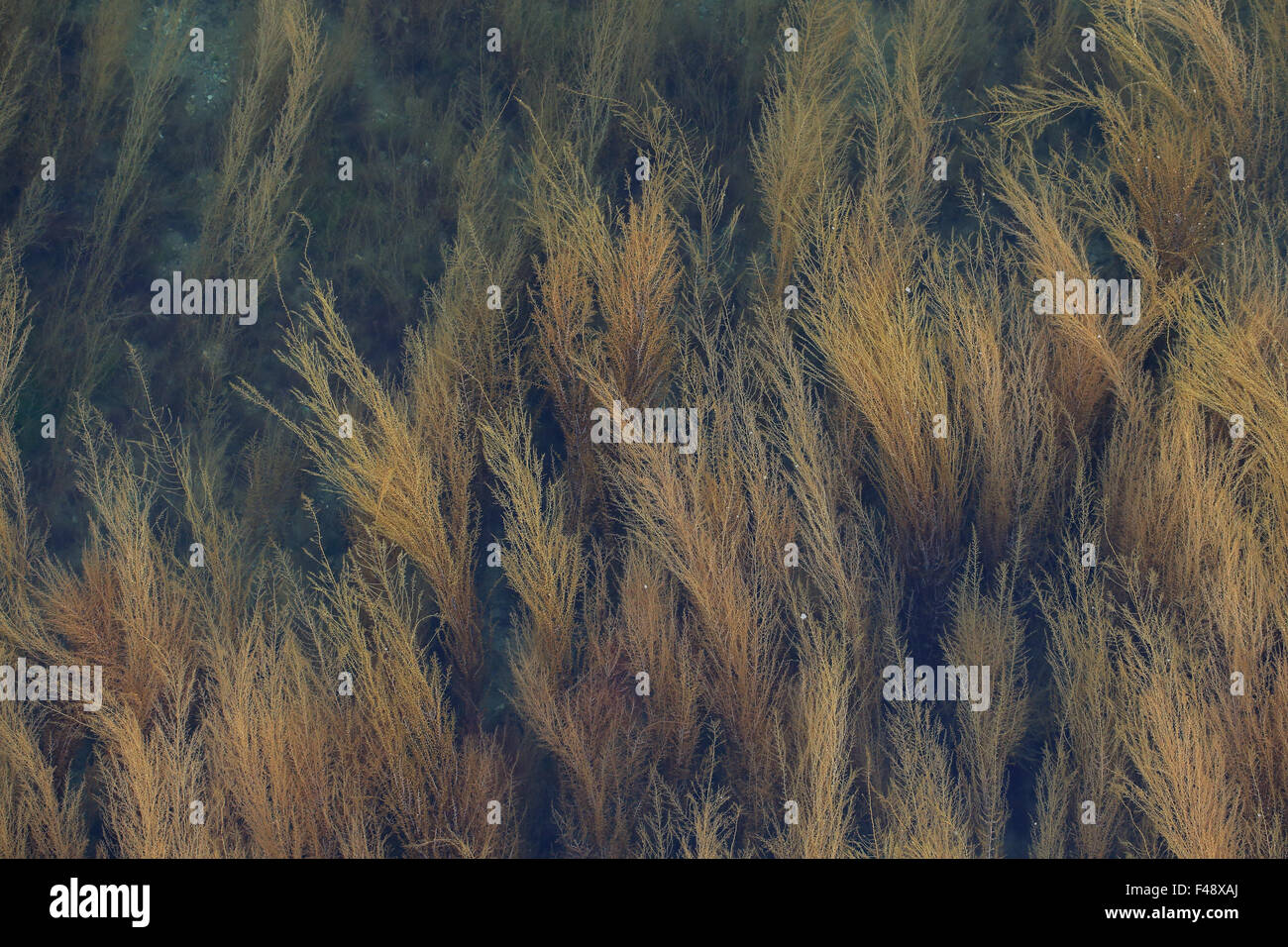 Japanese Wireweed (Sargassum muticum Stock Photo - Alamy