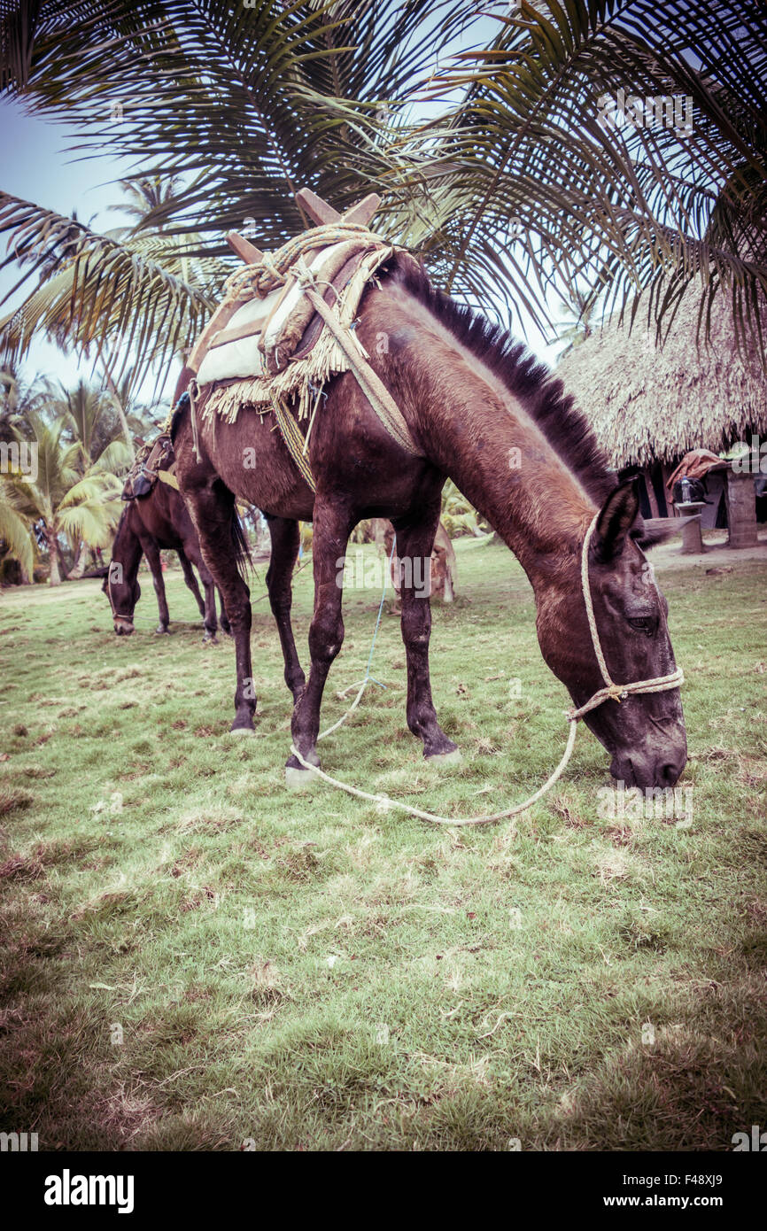 Beautiful horse outdoors in a tropical forest Stock Photo - Alamy