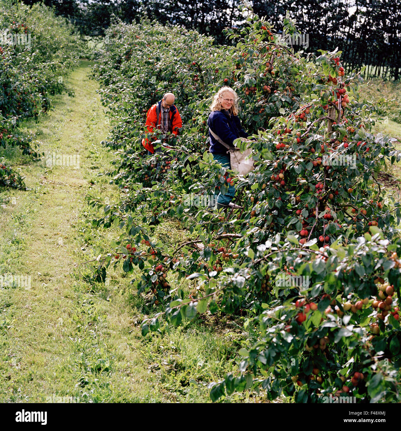 Harvesting of plums Stock Photo - Alamy