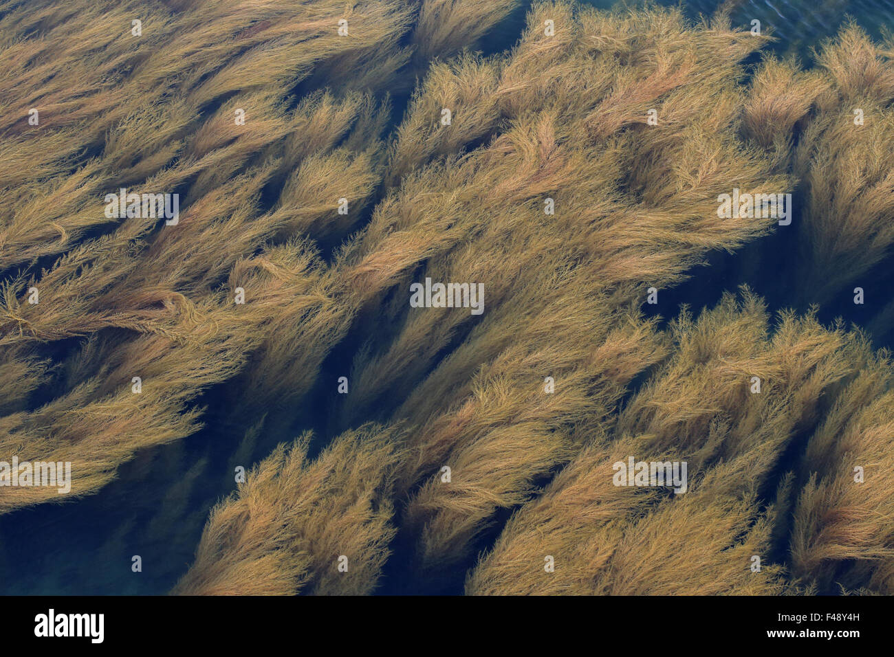 Japanese Wireweed (Sargassum muticum Stock Photo - Alamy