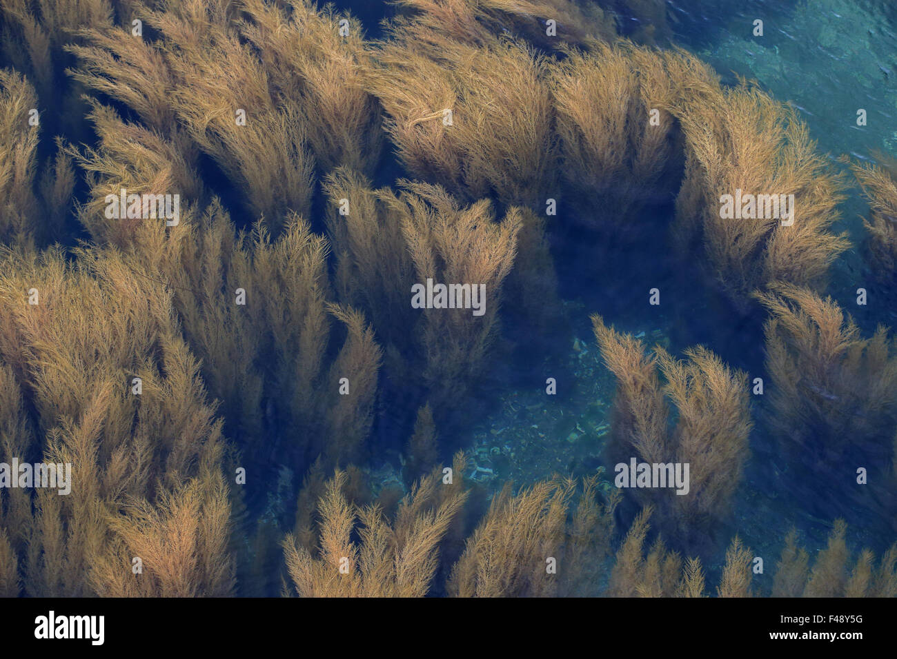 Japanese Wireweed (Sargassum muticum Stock Photo - Alamy