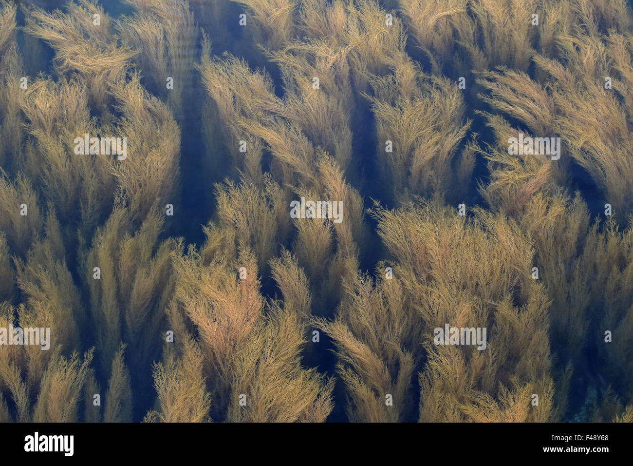 Japanese Wireweed (Sargassum muticum Stock Photo - Alamy