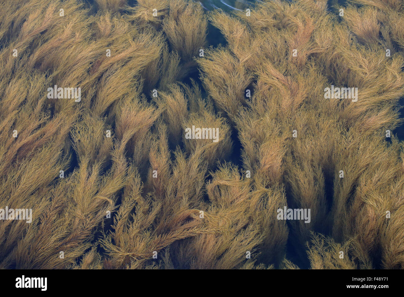 Japanese Wireweed (Sargassum muticum Stock Photo - Alamy
