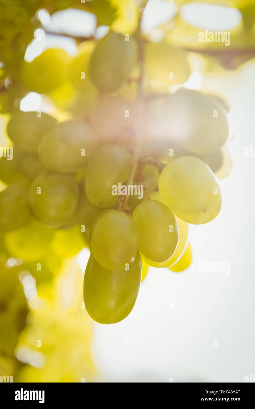 Bunch of grapes hanging on grapevine Stock Photo - Alamy