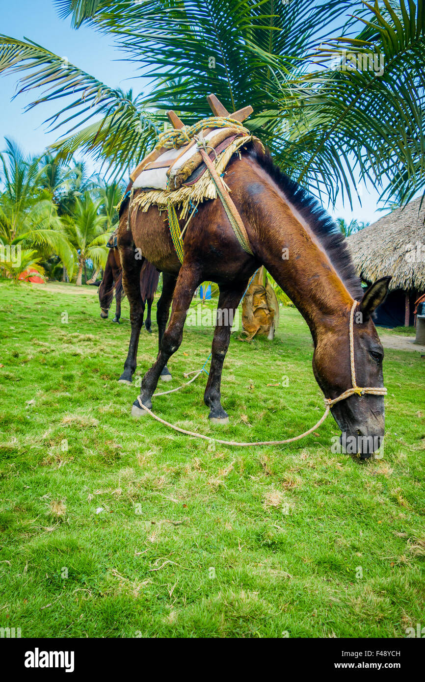 Beautiful horse outdoors in a tropical forest Stock Photo - Alamy