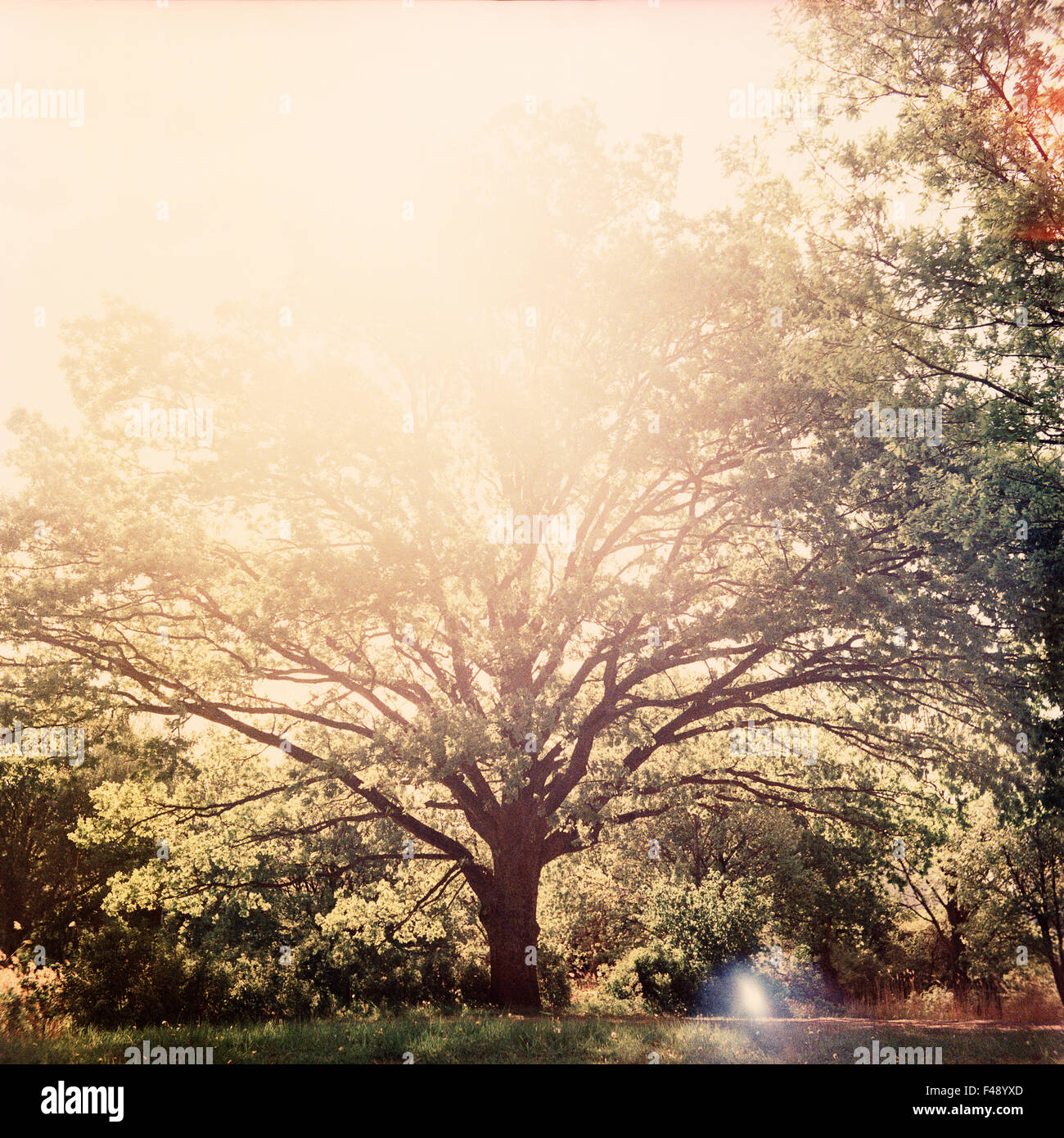 Back lit oak tree hi-res stock photography and images - Alamy