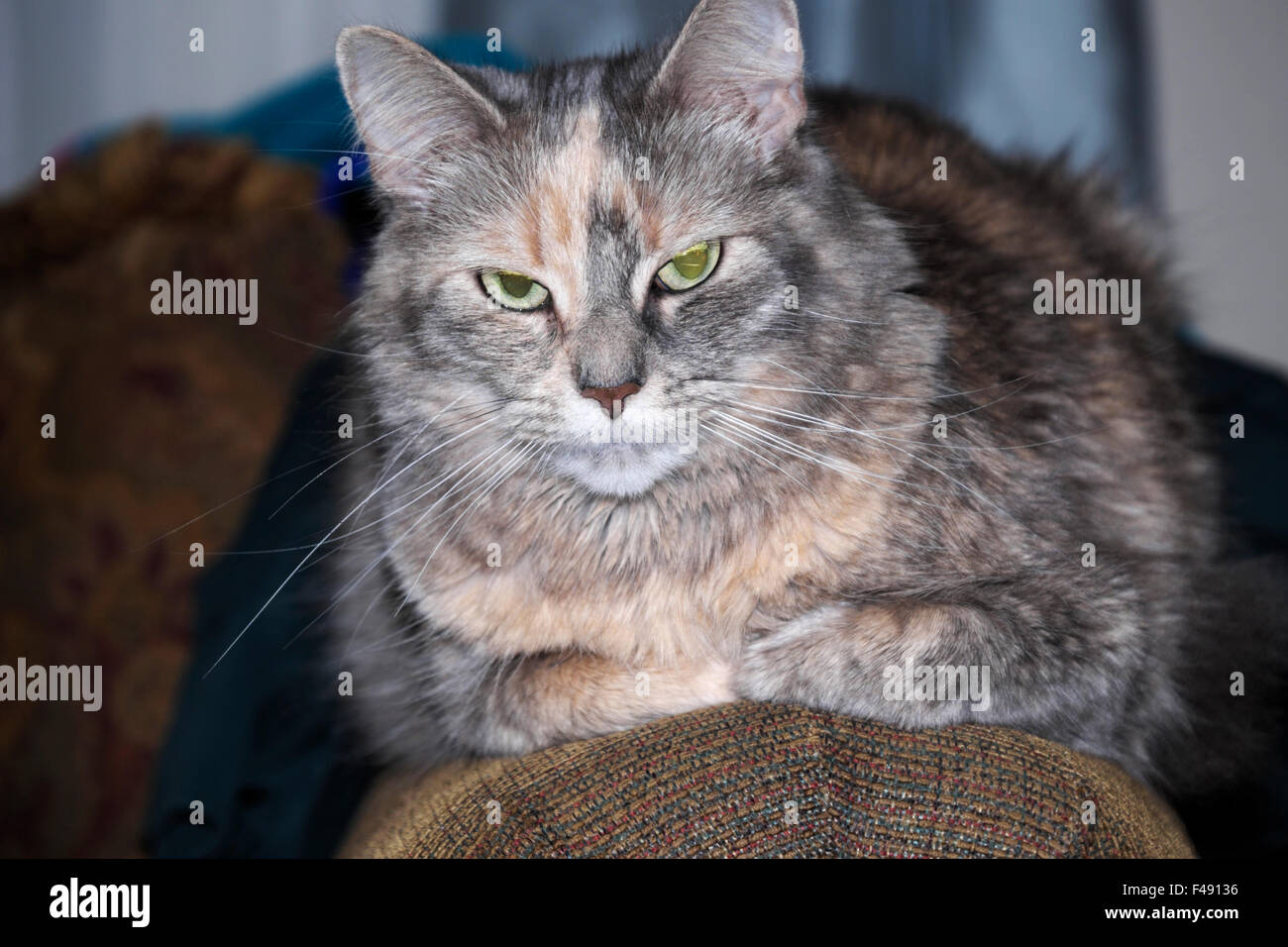 A child's pet cat, called "Crabby Cat Stock Photo - Alamy