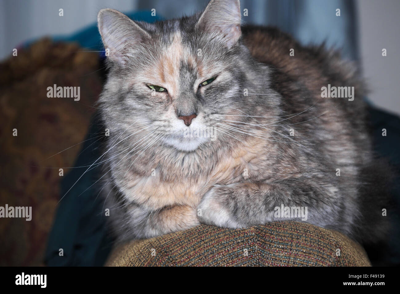 Crabby cat hi-res stock photography and images - Alamy