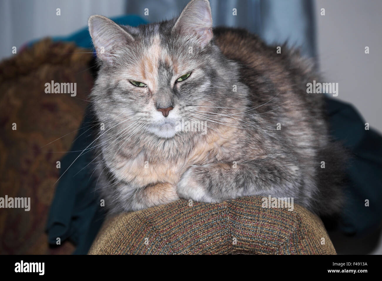 Childs pet hi-res stock photography and images - Alamy