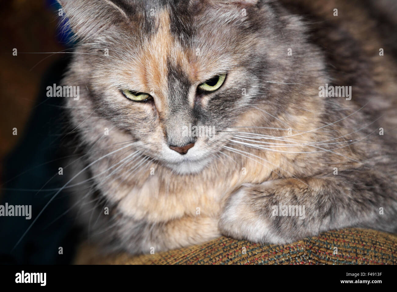 A child's pet cat, called "Crabby Cat Stock Photo - Alamy