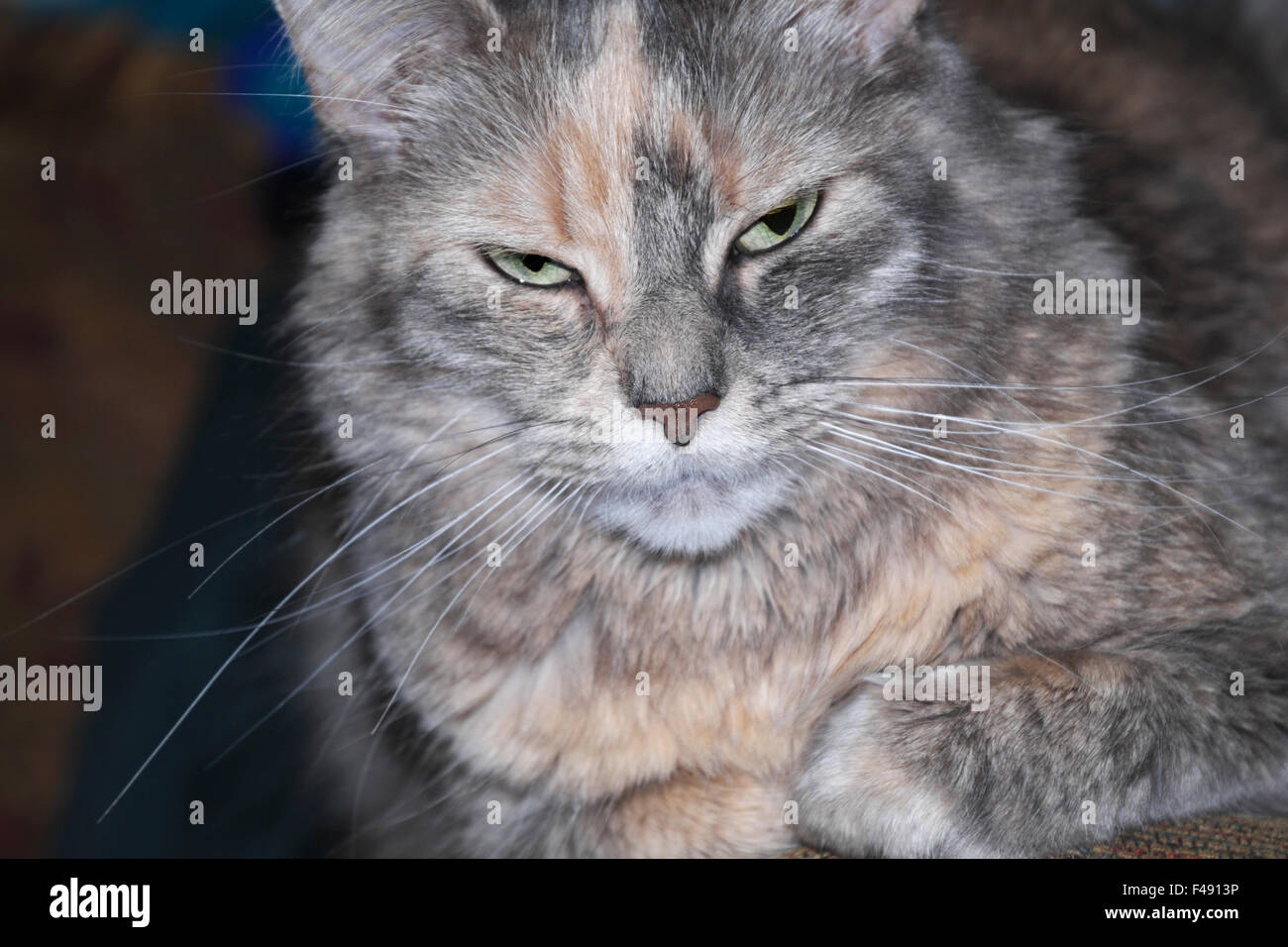 Crabby cat hi-res stock photography and images - Alamy