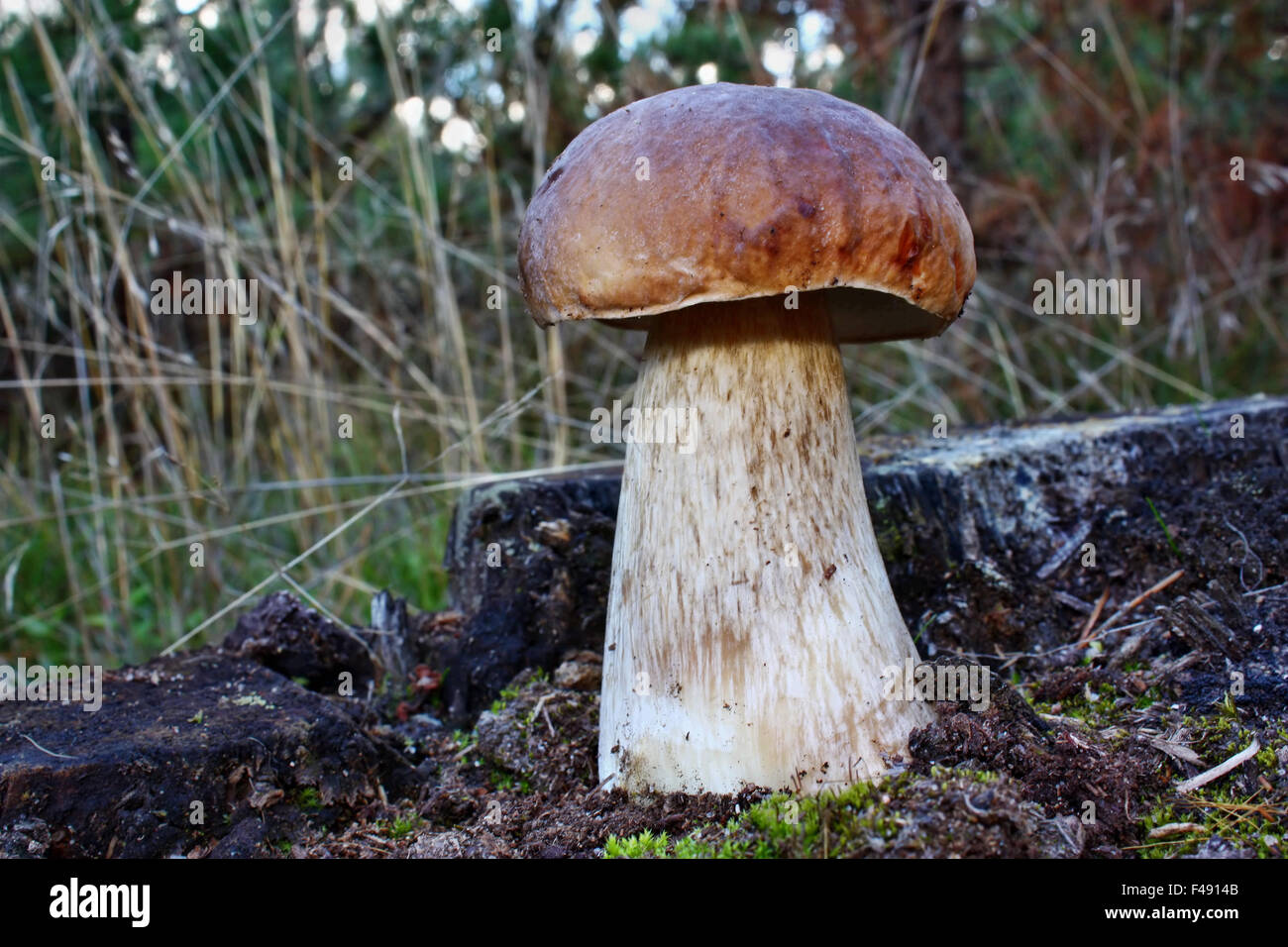 Beautiful boletus edulis edible mushroom in the forest Stock Photo - Alamy