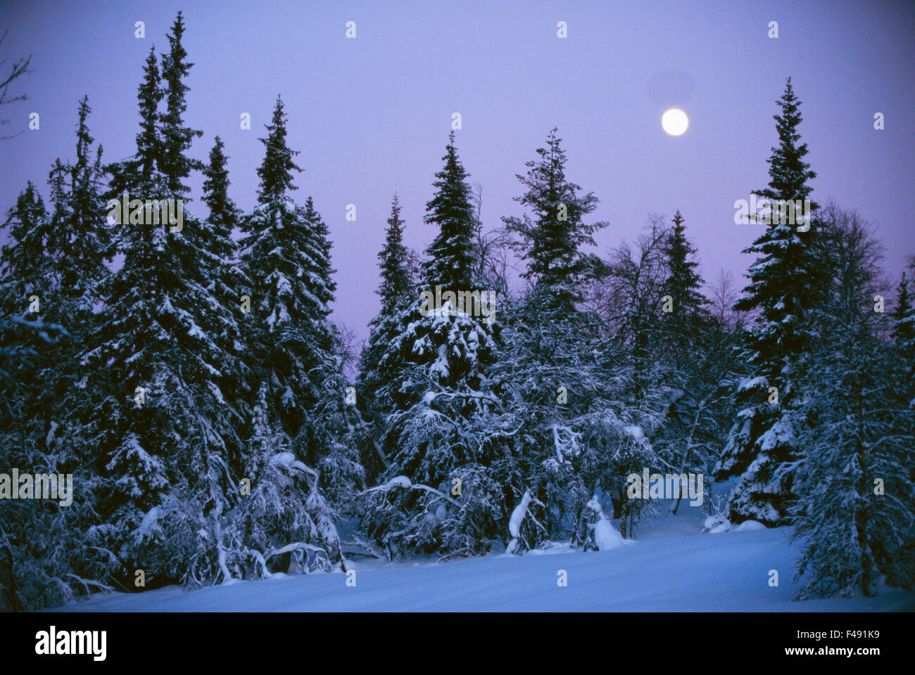 Full moon over forest Stock Photo - Alamy