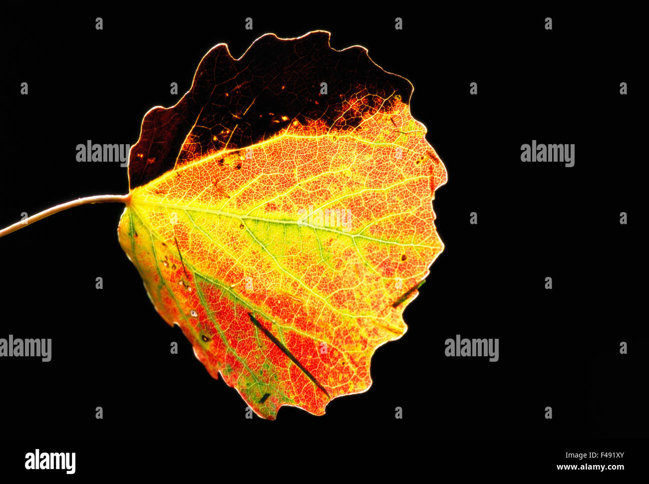 A withered leaf Stock Photo - Alamy