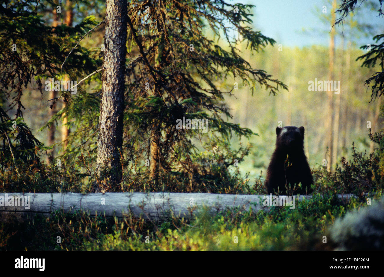 A wolverine in the forest Stock Photo - Alamy