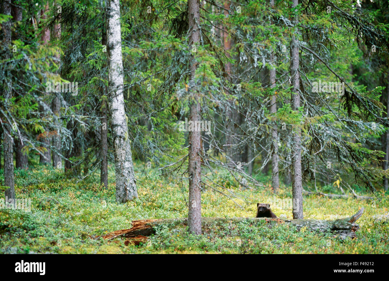 Hiding behind tree animal hi-res stock photography and images - Alamy