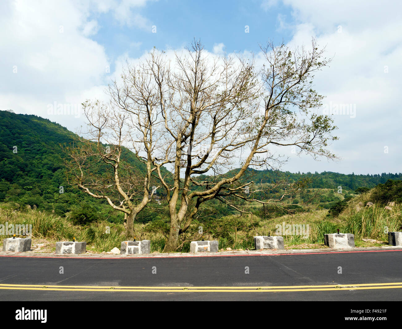 Bald tree in autumn landscape hi-res stock photography and images - Alamy