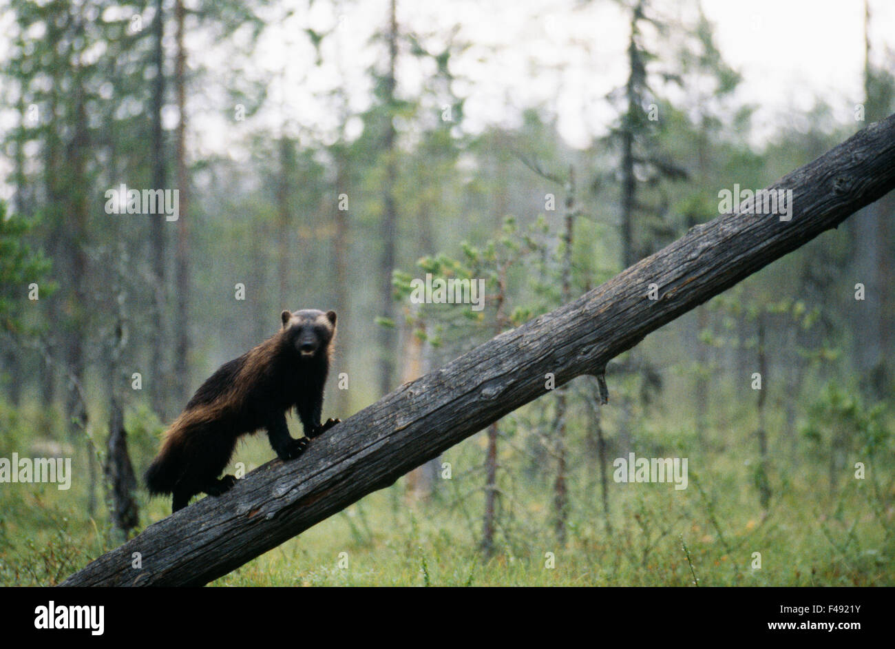 Wolverine on a tree trunk Stock Photo - Alamy