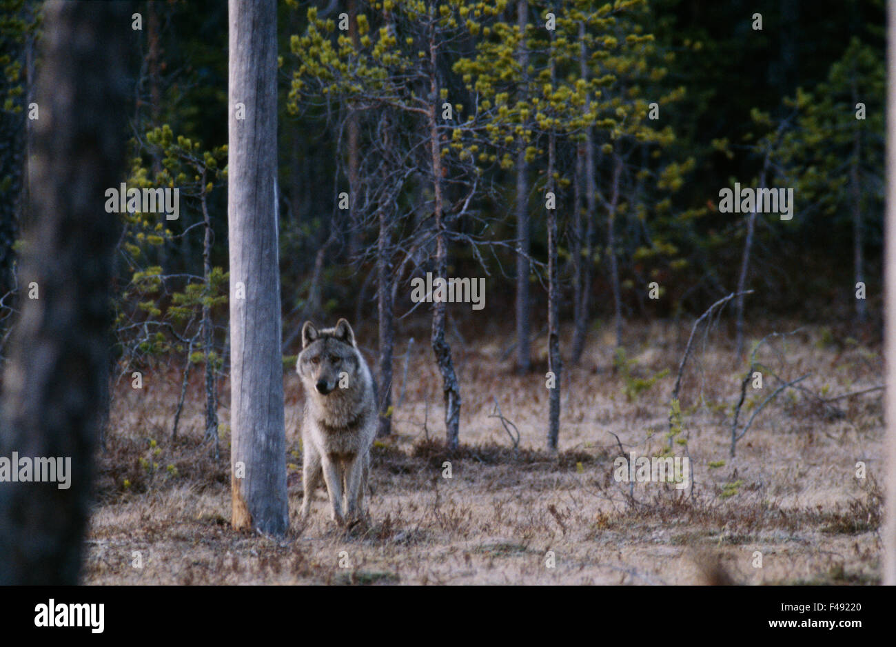 Wolf in the forest Stock Photo - Alamy