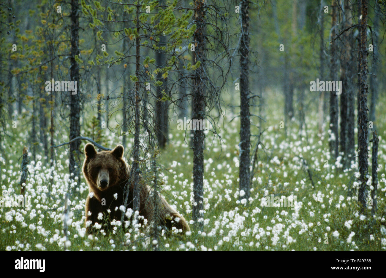 Bear in forest hi-res stock photography and images - Alamy