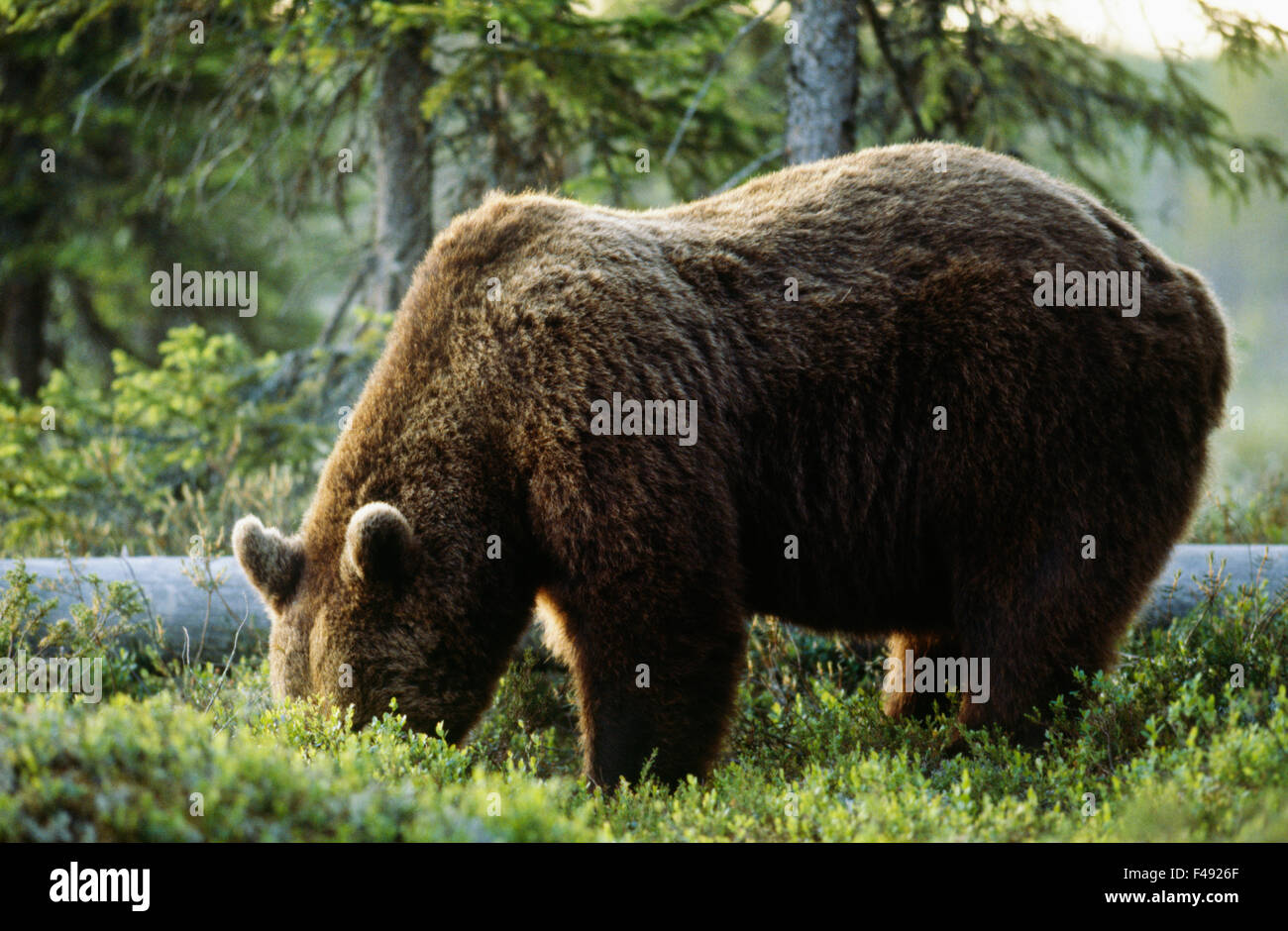 Predatory bear hi-res stock photography and images - Alamy