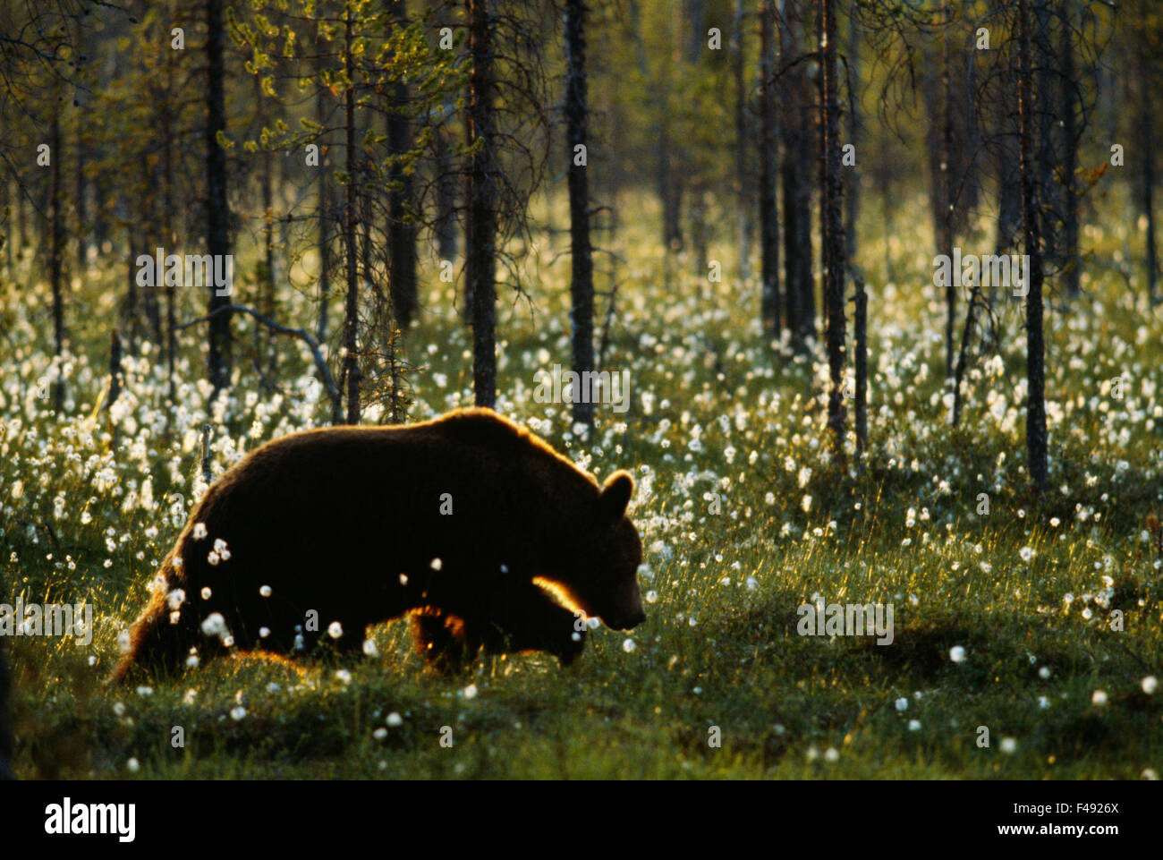 Brown bear in the forest Stock Photo - Alamy
