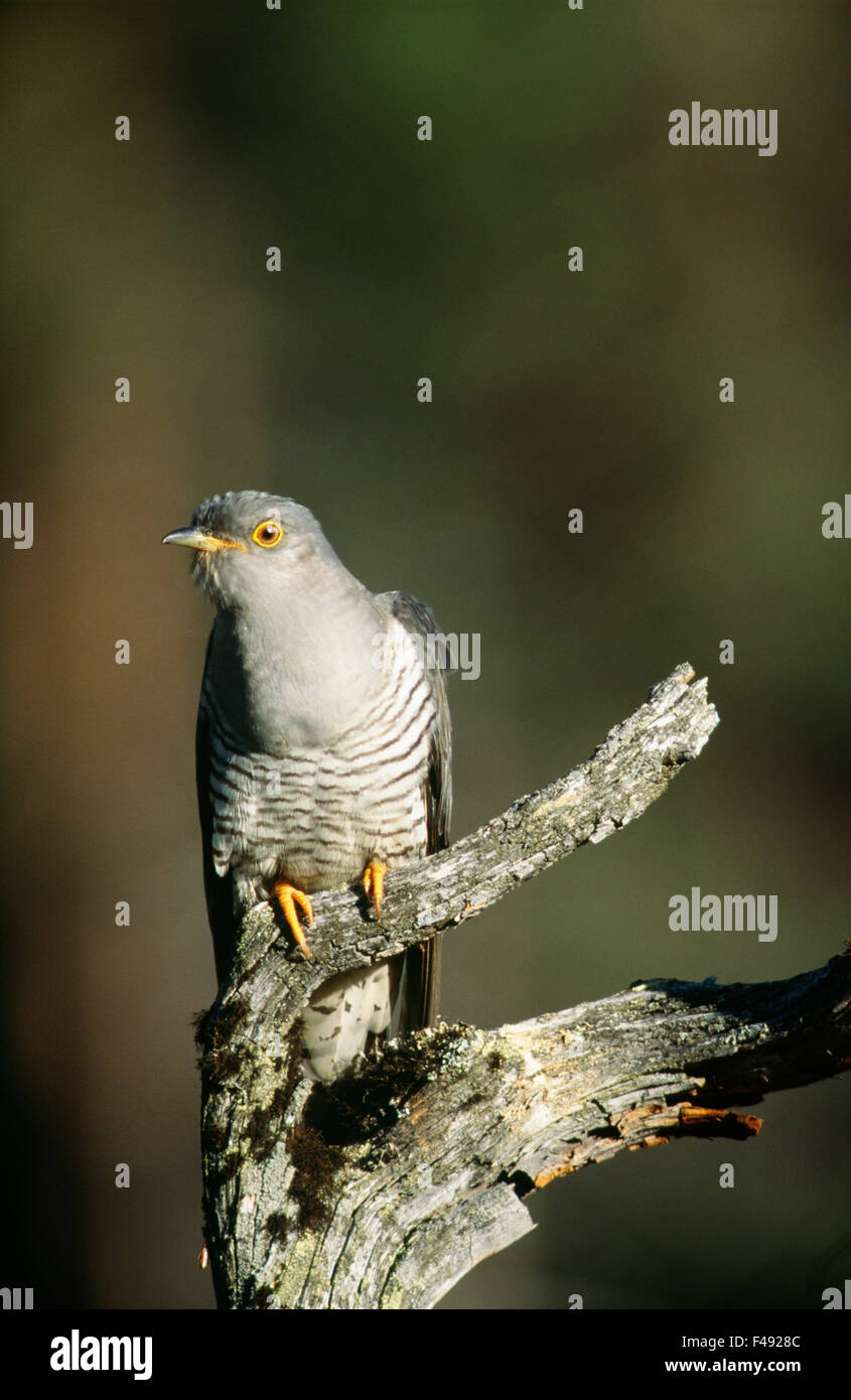 Cuckoo day hi-res stock photography and images - Alamy