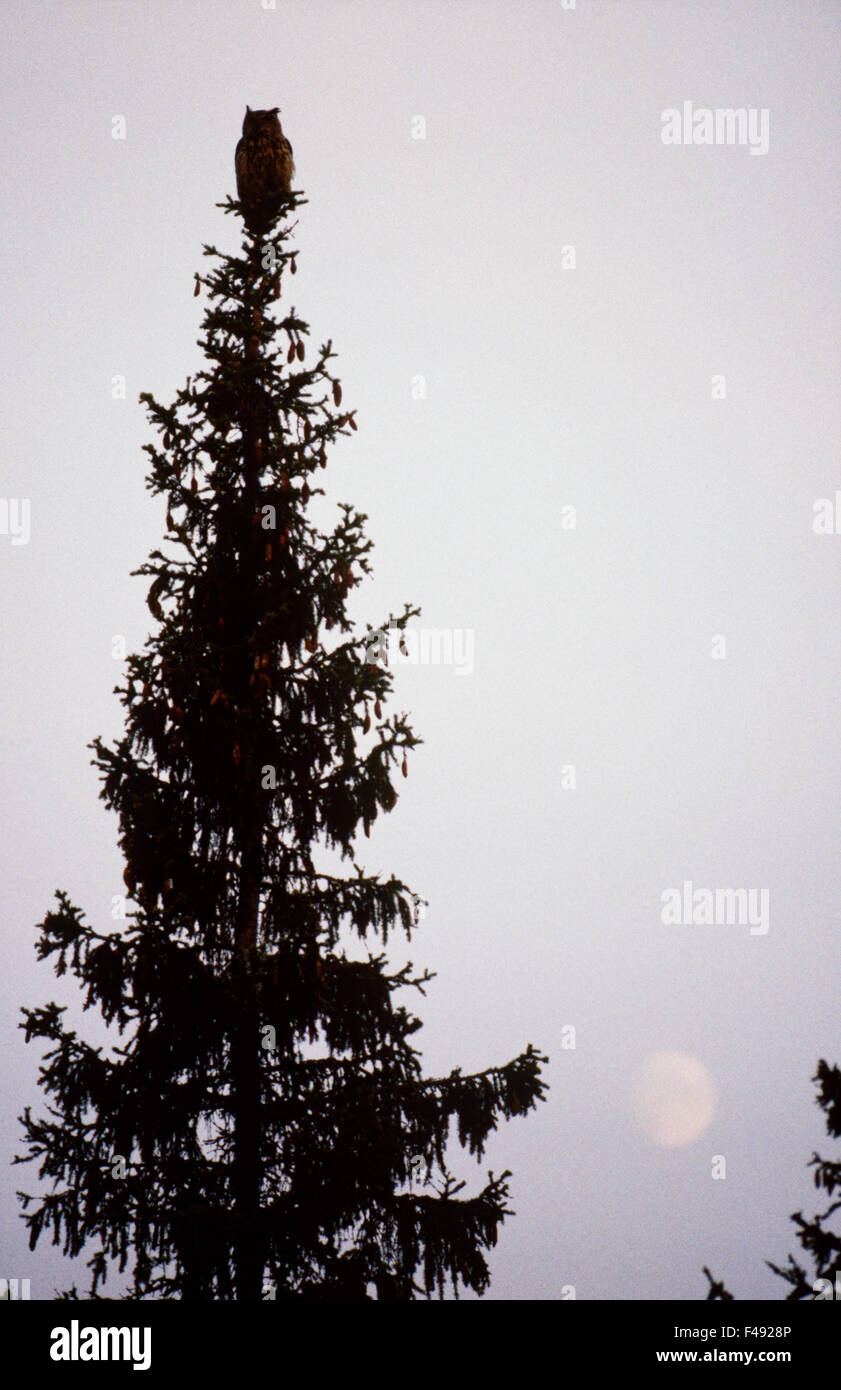 Owl in tree hi-res stock photography and images - Alamy