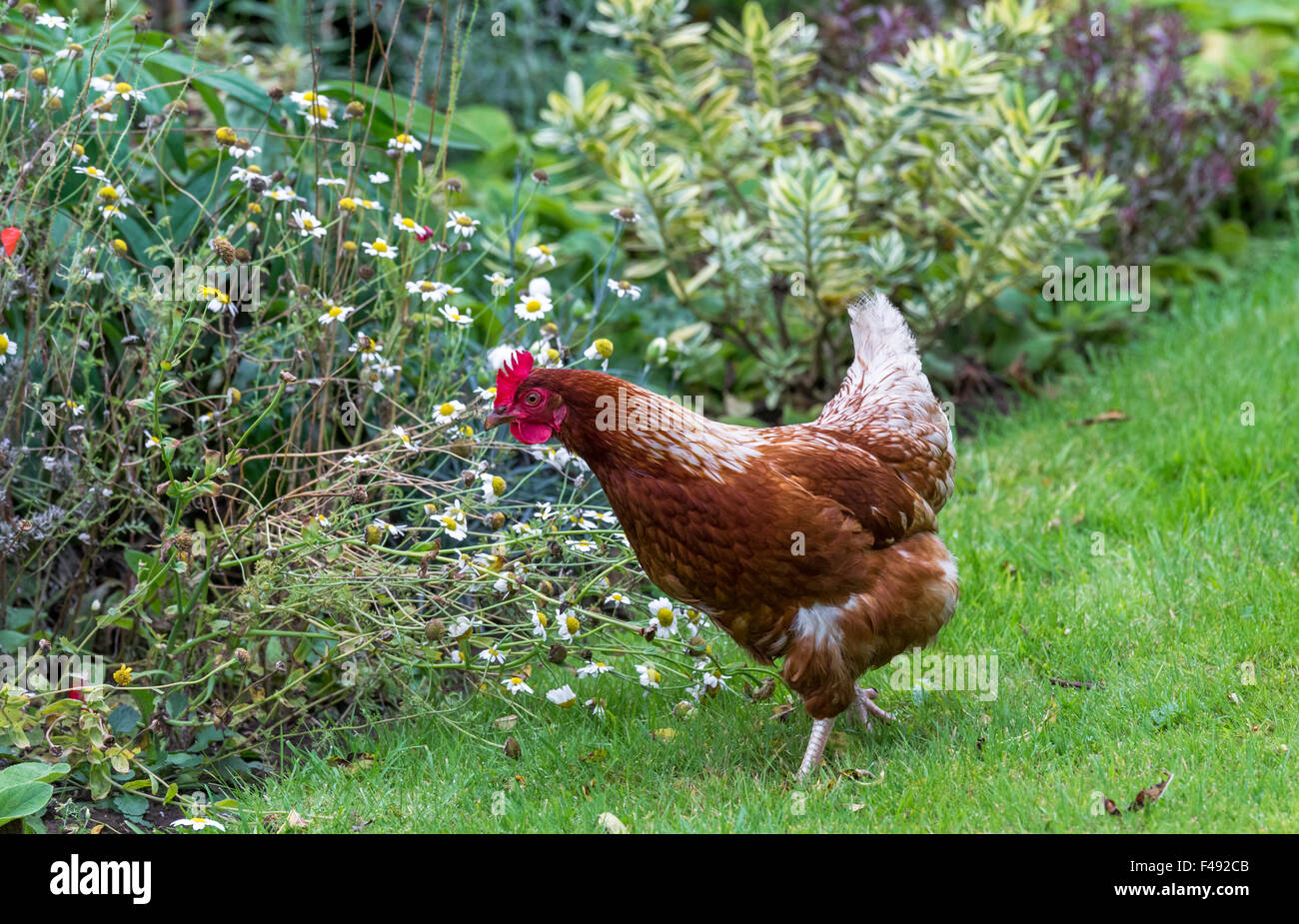 Large free range hen in search of food in a domestic garden in England ...