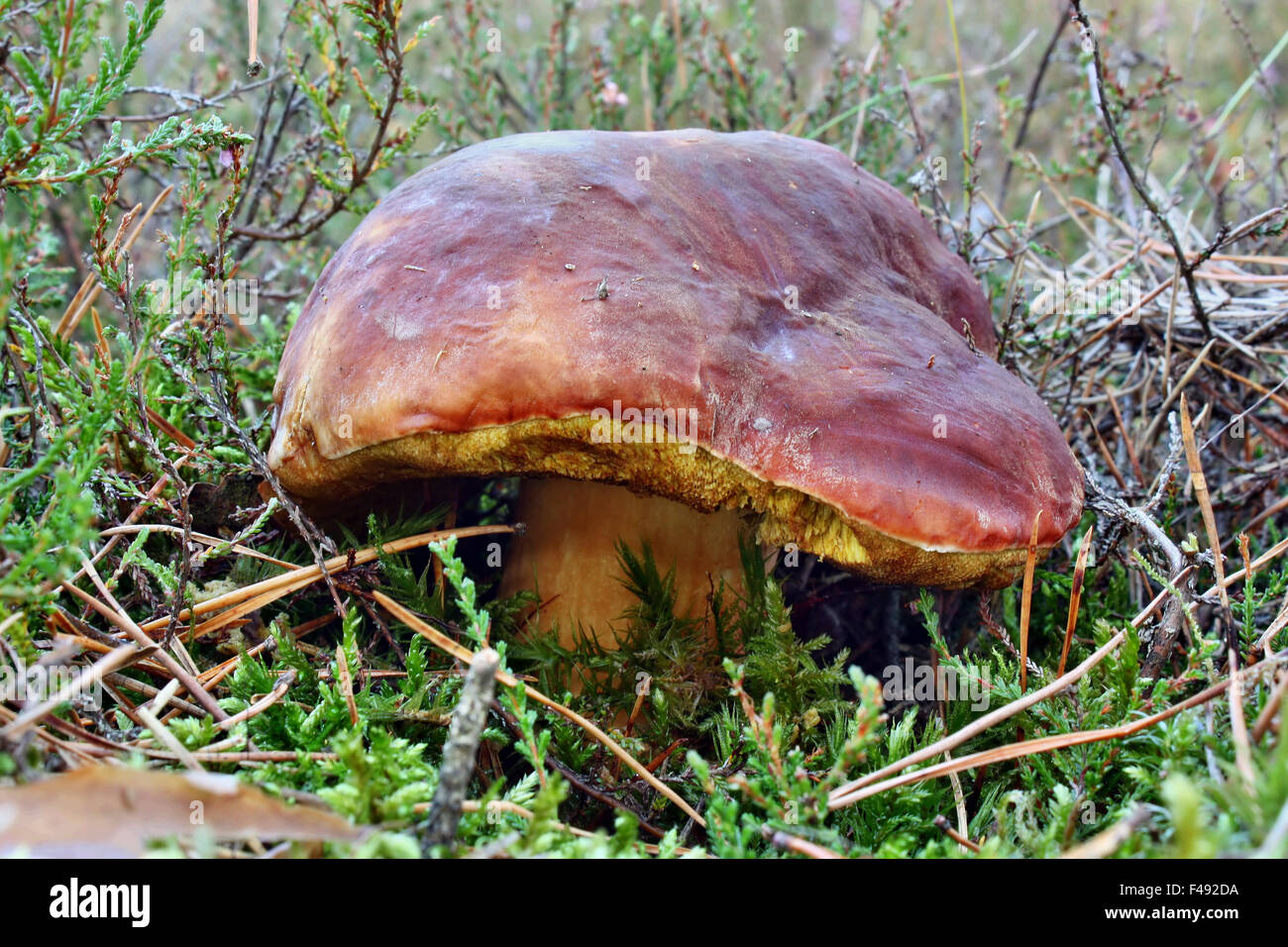 Beautiful boletus pinophilus edible mushroom in the forest Stock Photo ...
