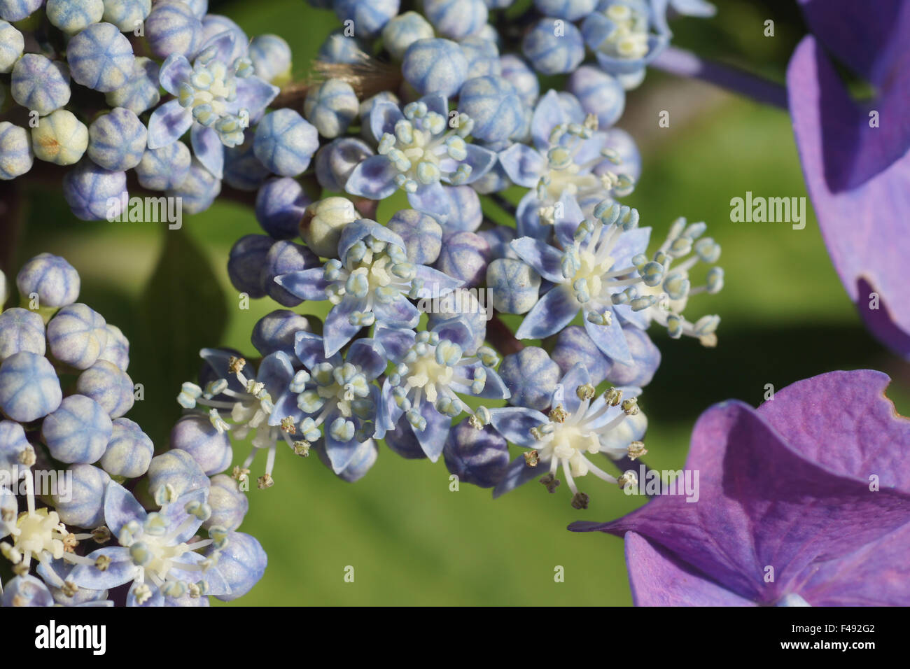 Hortensie macrophylla hortensia hi-res stock photography and images - Alamy