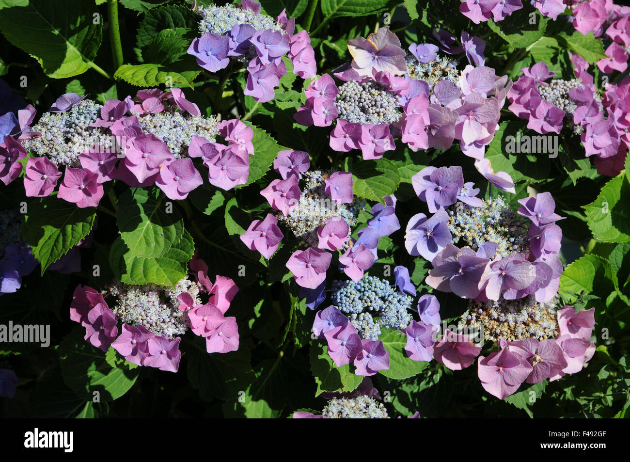 Hortensie hydrangea macrophylla bauernhortensie hi-res stock photography and images - Alamy