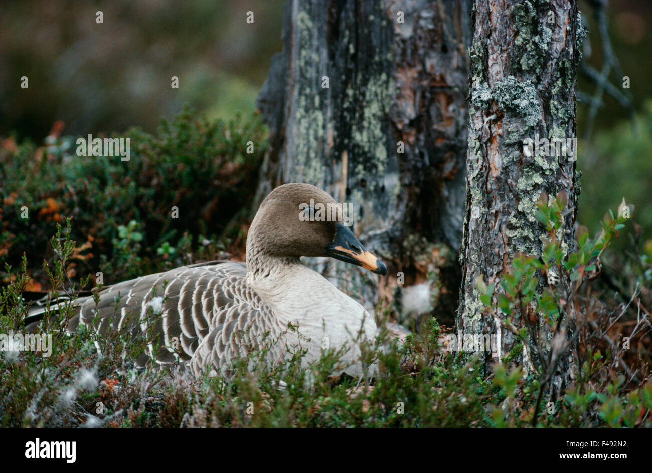 Bean goose hi-res stock photography and images - Alamy