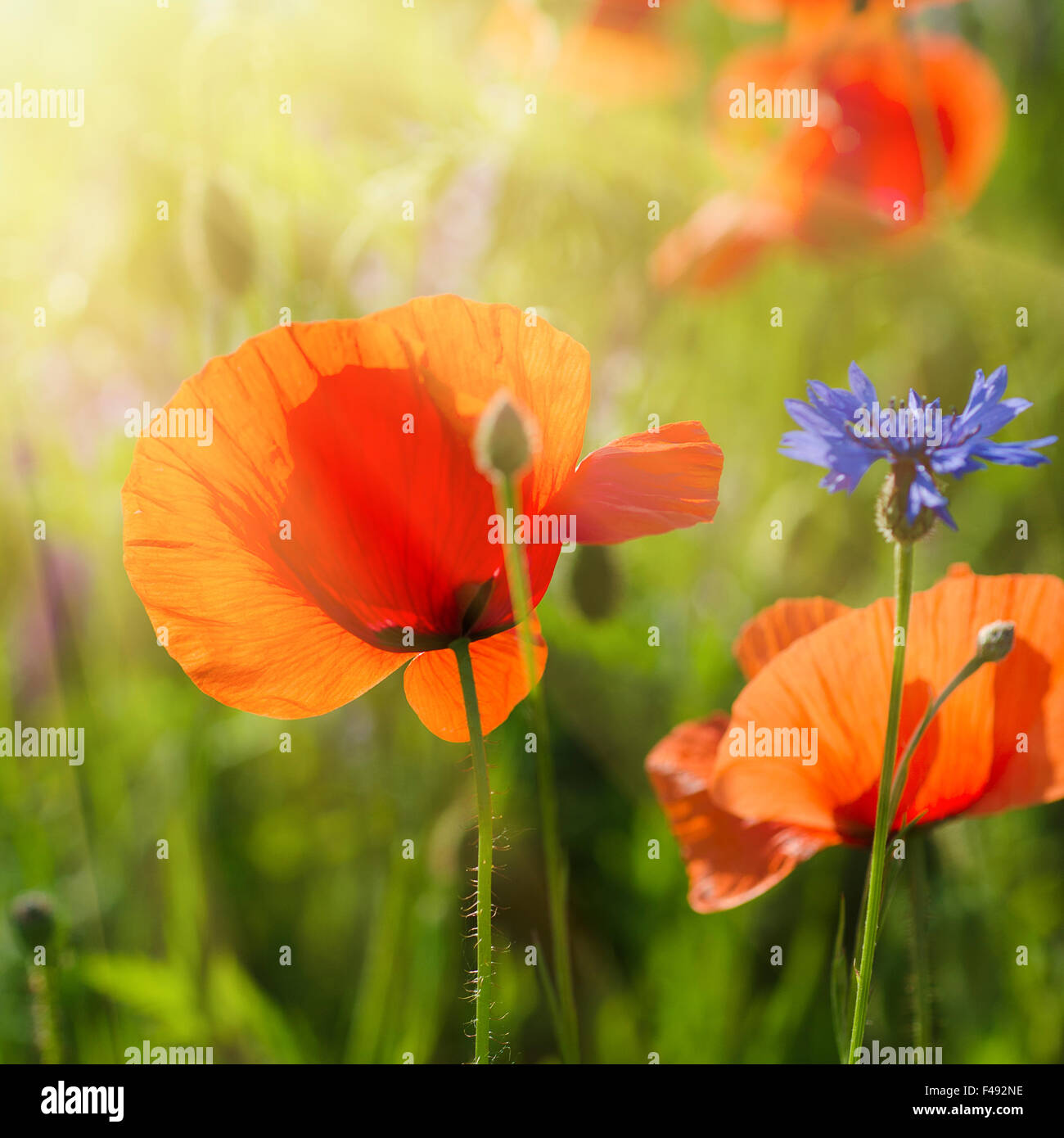 Poppy in a field Stock Photo - Alamy