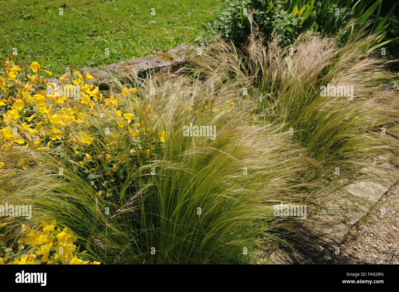 Mexican feather grass hi-res stock photography and images - Alamy